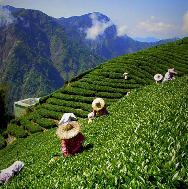5 Reasons to Visit Taiwan - Little Tree Tea - Tea and Tea Tours